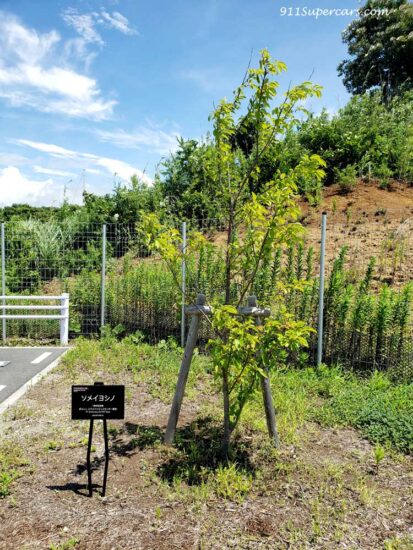 PEC東京 レストラン906でのビュッフェランチ